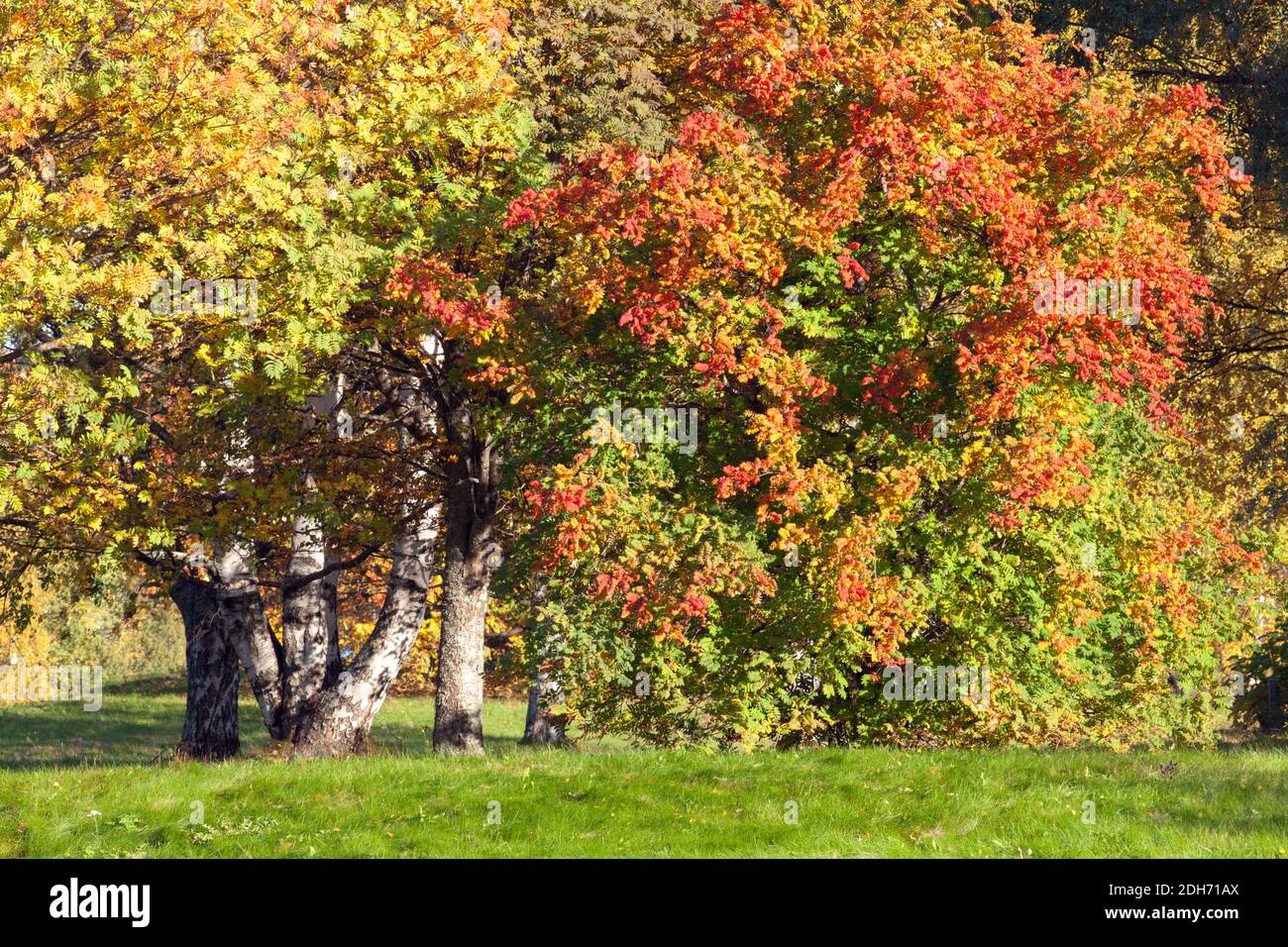Colorful leaves on the trees. Autumn, fall and bright colors in the ...