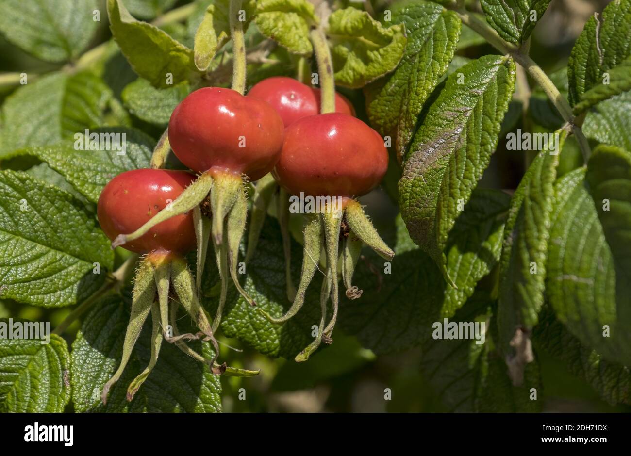 Rose hips of the potato rose (Rosa rugosa Stock Photo - Alamy