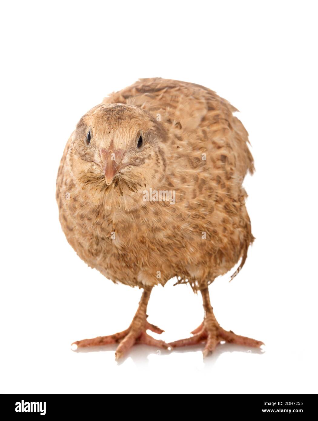 japanese quail in front of white background Stock Photo - Alamy