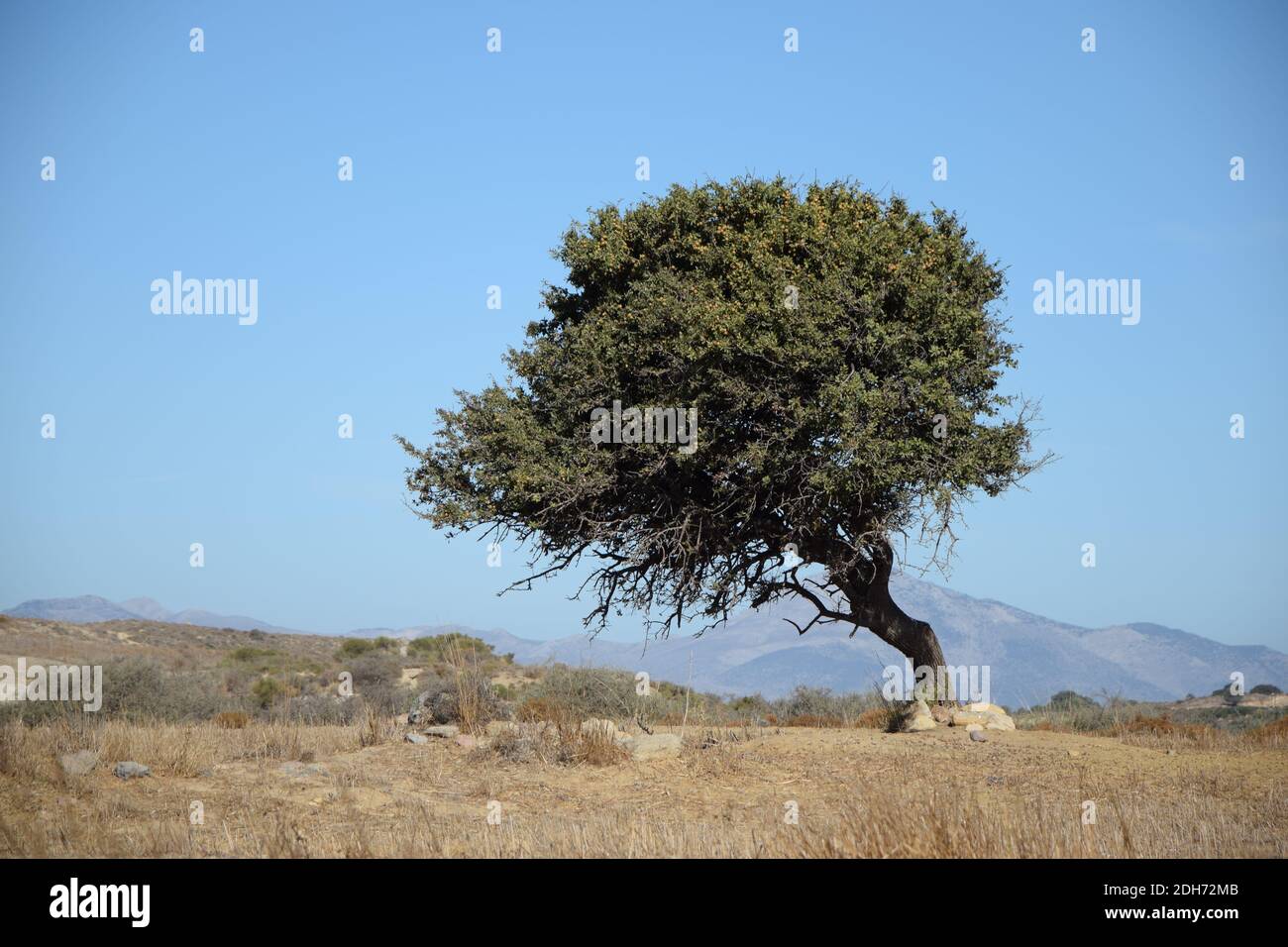 Tree near Antimachia on Kos Stock Photo - Alamy