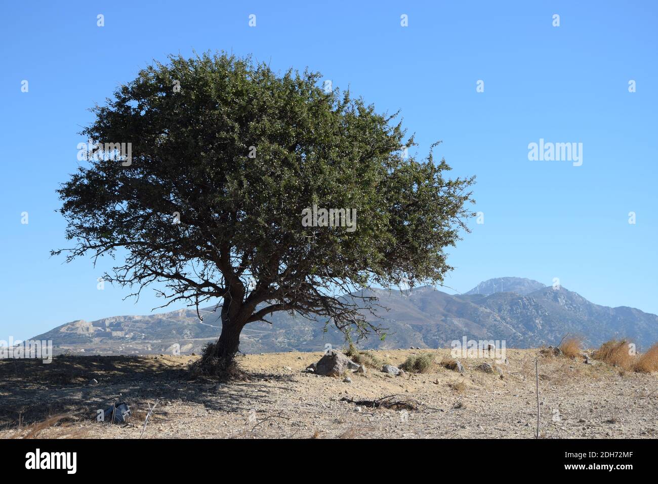 Tree near Antimachia on Kos Stock Photo - Alamy