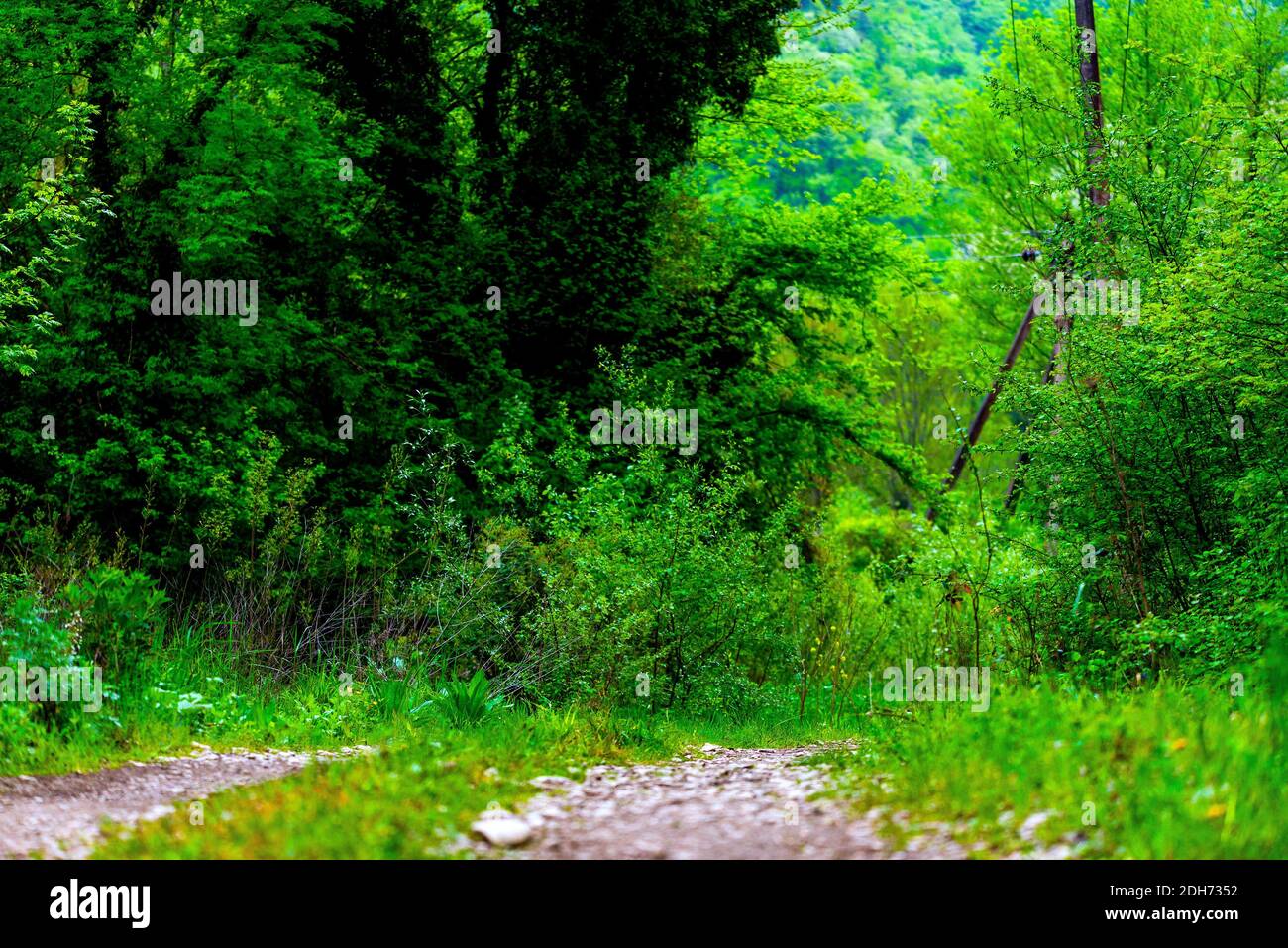 Forest path with road. Nature landscape in Russia Stock Photo - Alamy