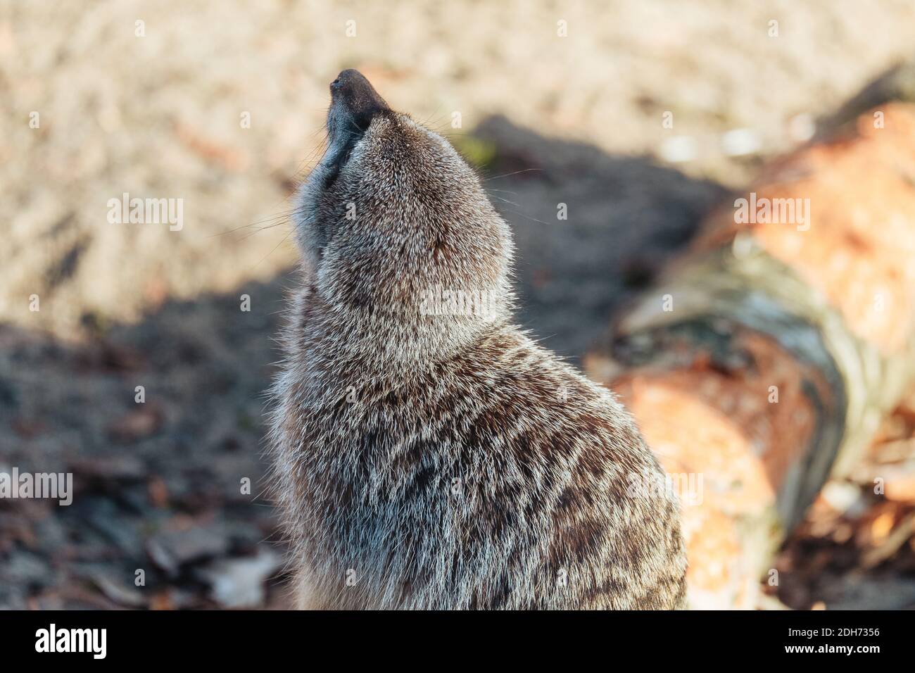 A back view of small meerkat Stock Photo - Alamy