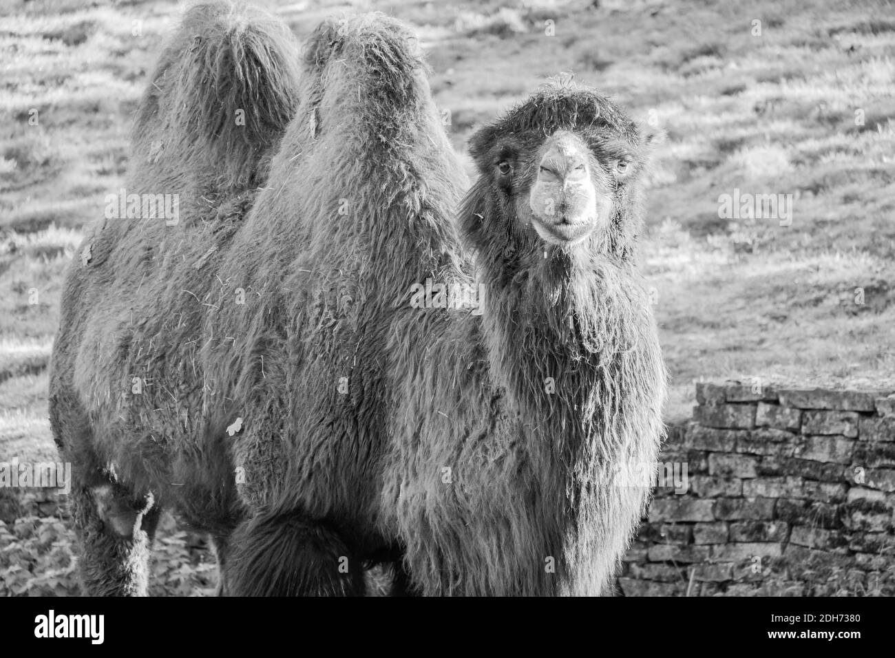 Camel on grass Black and White Stock Photos & Images - Alamy