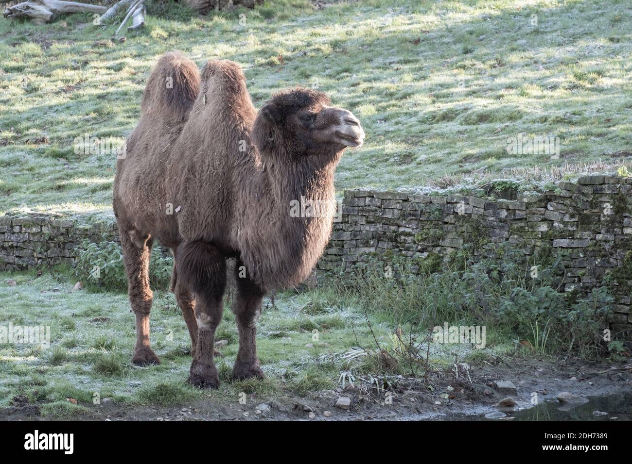 A view of a camel on a farm Stock Photo - Alamy