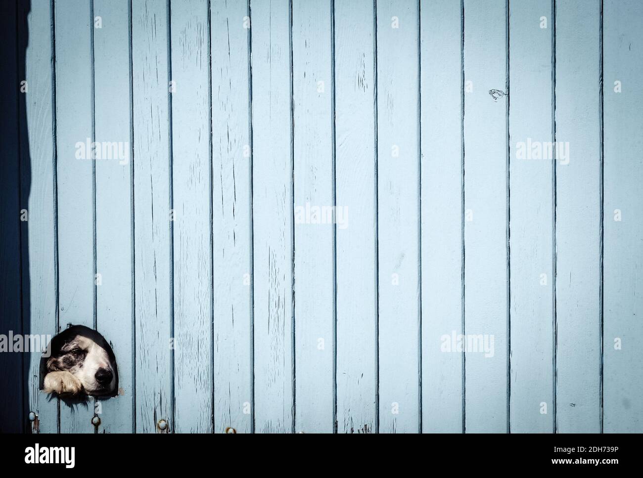 Hiding behind wall hi-res stock photography and images - Alamy