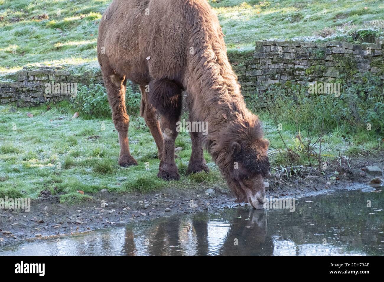Arabian camel drinking water hi-res stock photography and images - Alamy