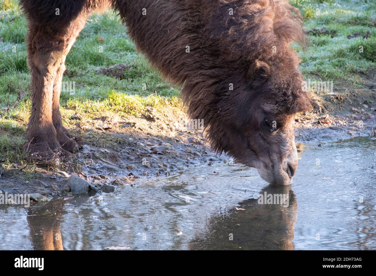 A view of camel drinking water on a farm Stock Photo - Alamy
