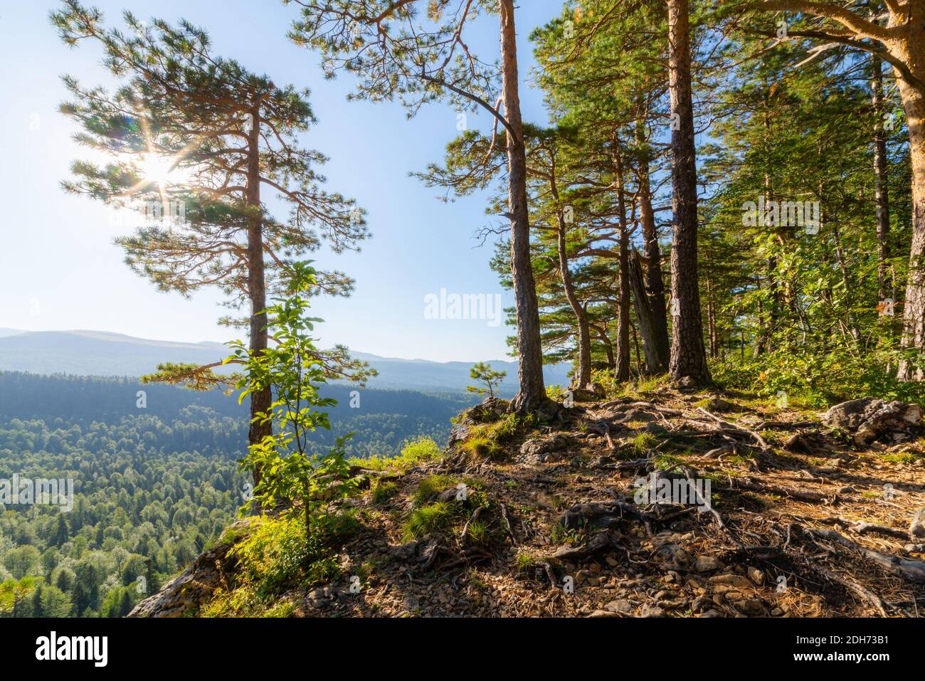 A relict pine tree grows on the edge of the mountain plateau in ...