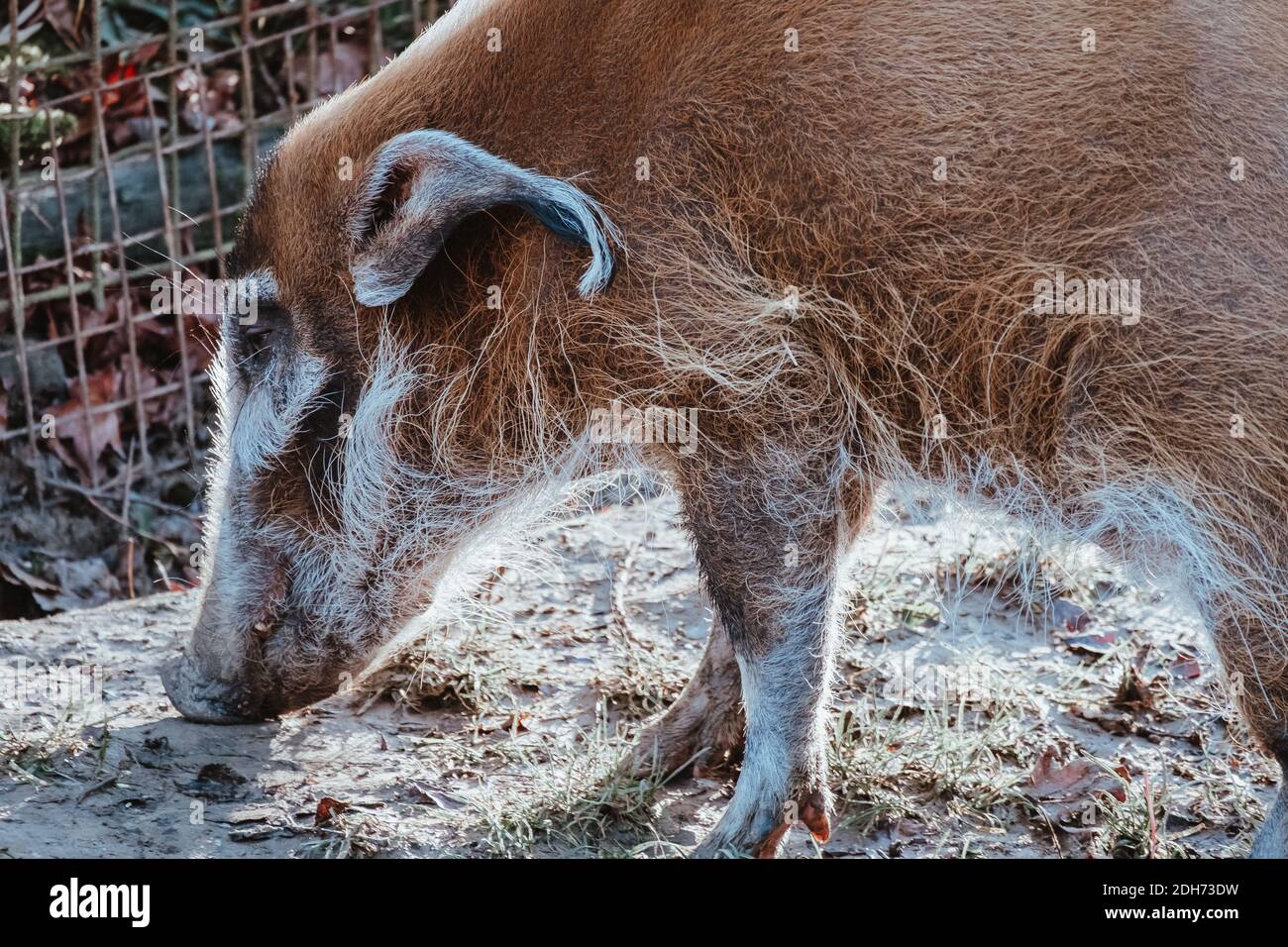 Big fat pig eating hi-res stock photography and images - Alamy