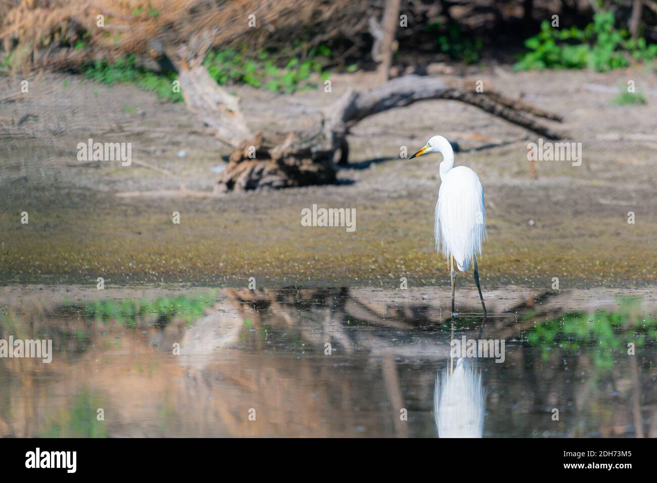 Sad Eastern Great Egret or Ardea alba hunt in the swamp on nature or ...