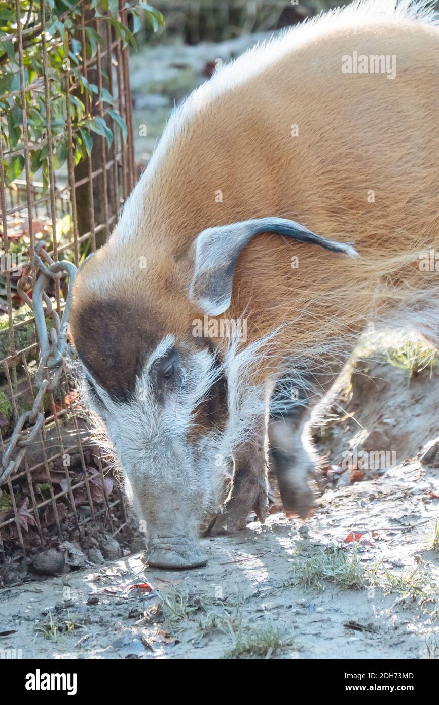 A vertical shot of brushed ear pig eating on a pig pen Stock Photo - Alamy