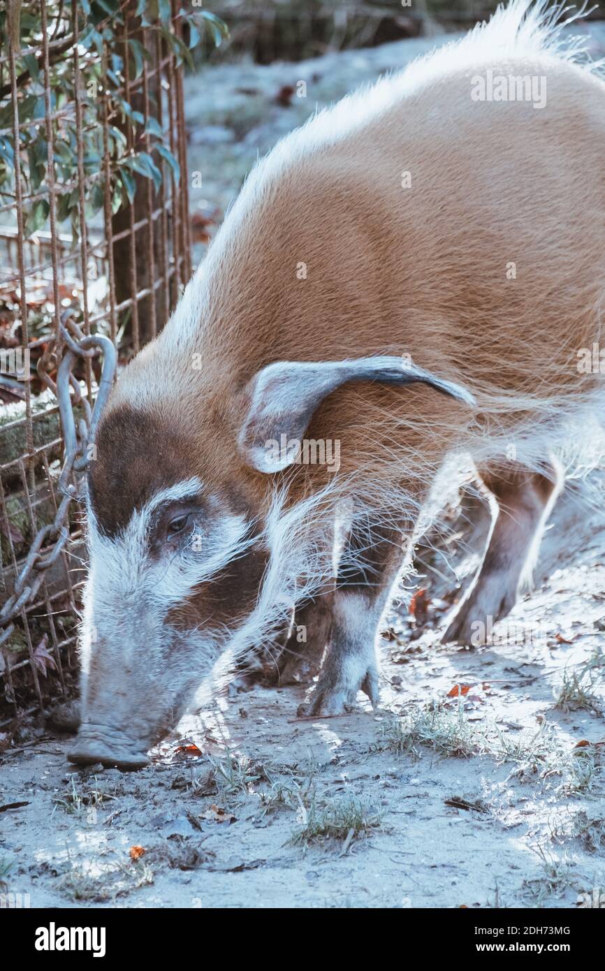 Big fat pig eating hi-res stock photography and images - Alamy