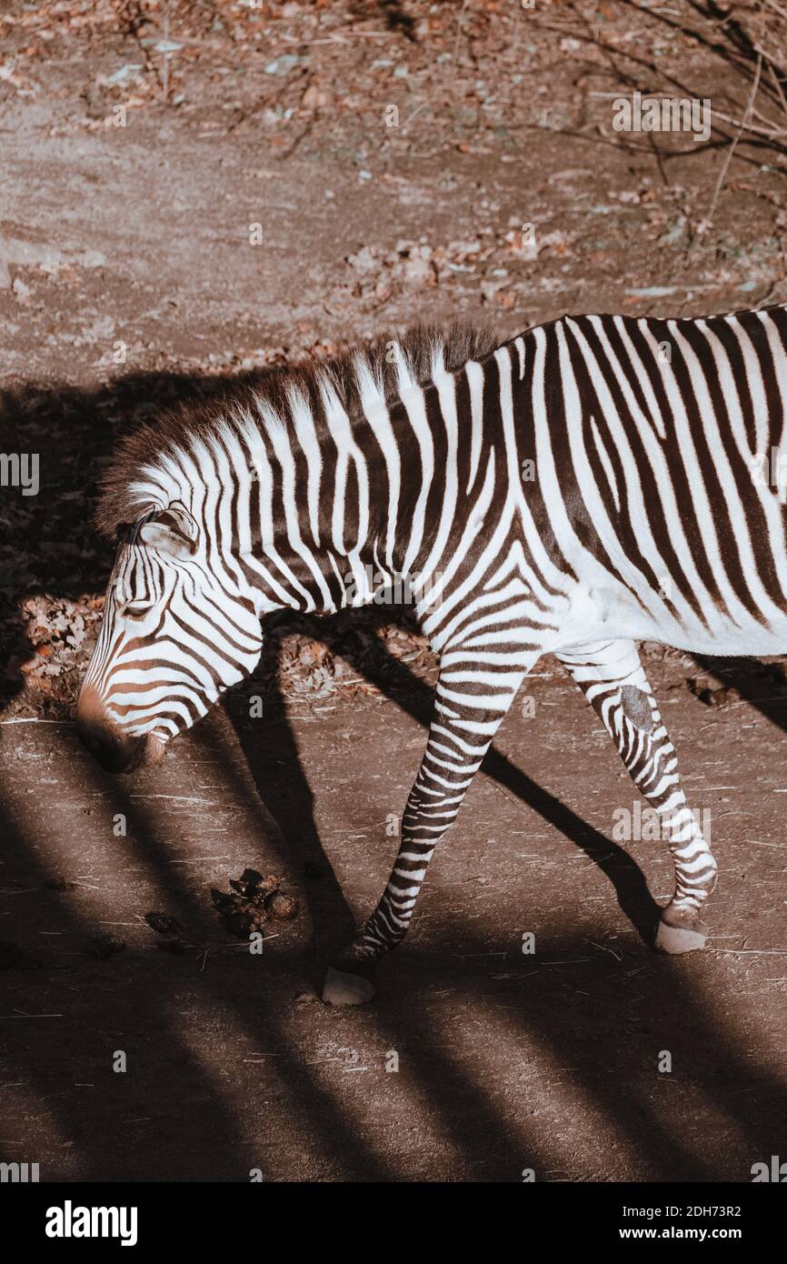 Vertical shot zebra walking hi-res stock photography and images - Alamy