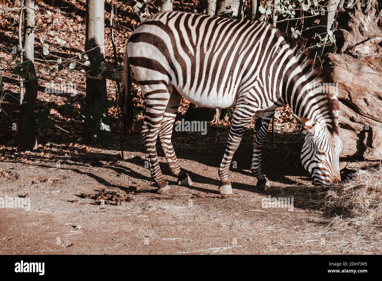 A view of zebra eating grass in the zoo Stock Photo - Alamy