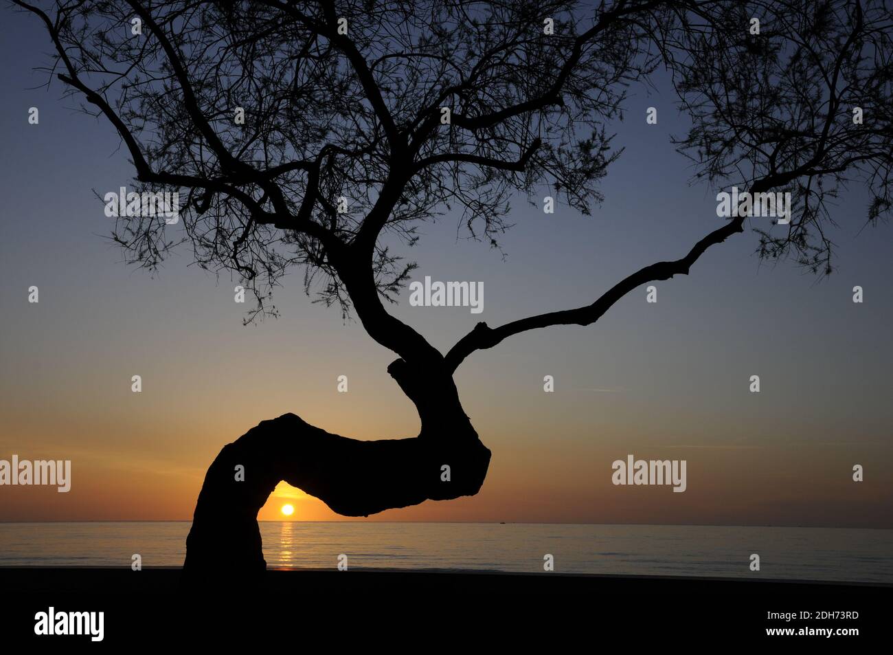 Tree at sunrise Stock Photo - Alamy