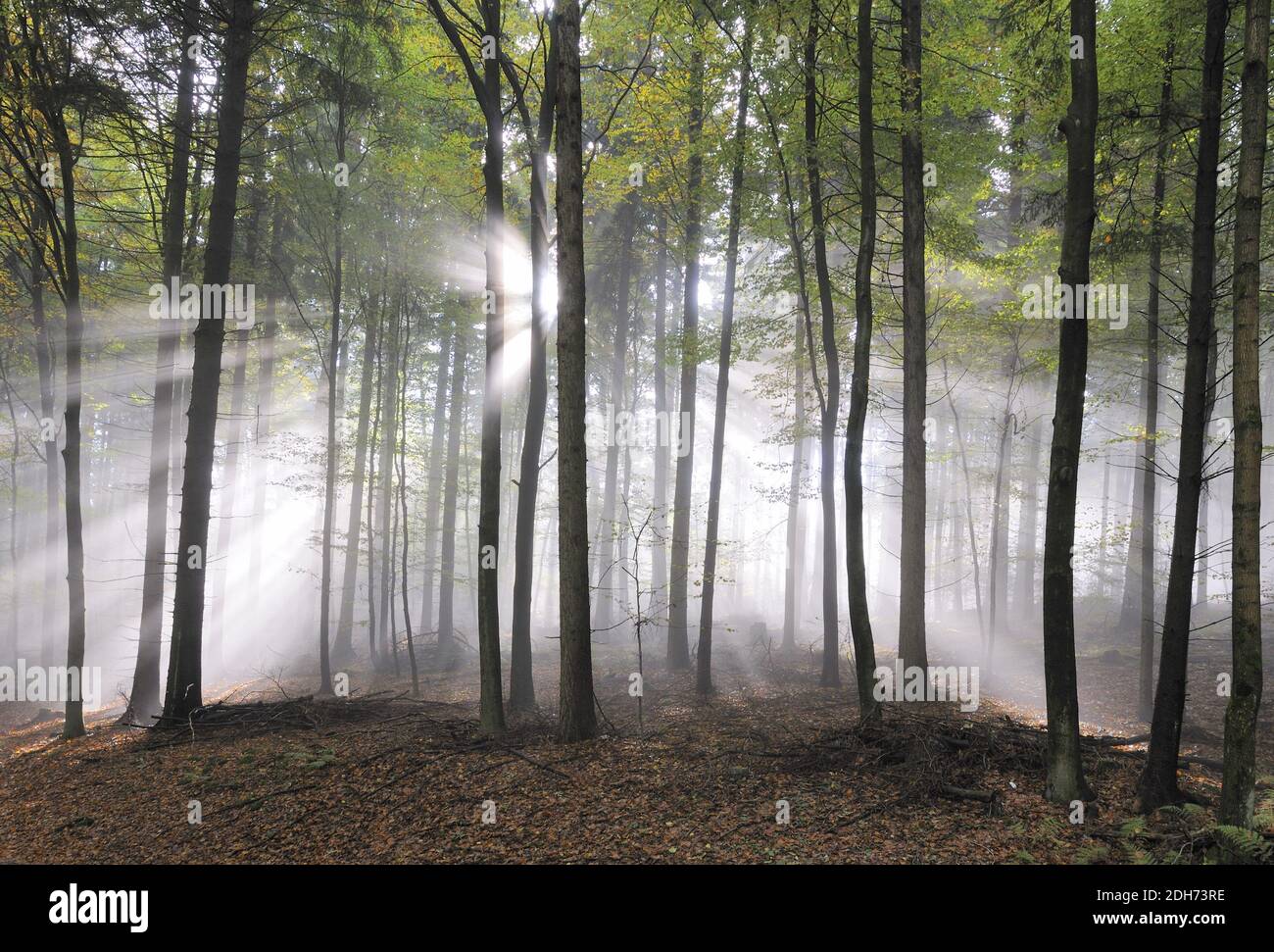 Sun rays in the forest Stock Photo - Alamy