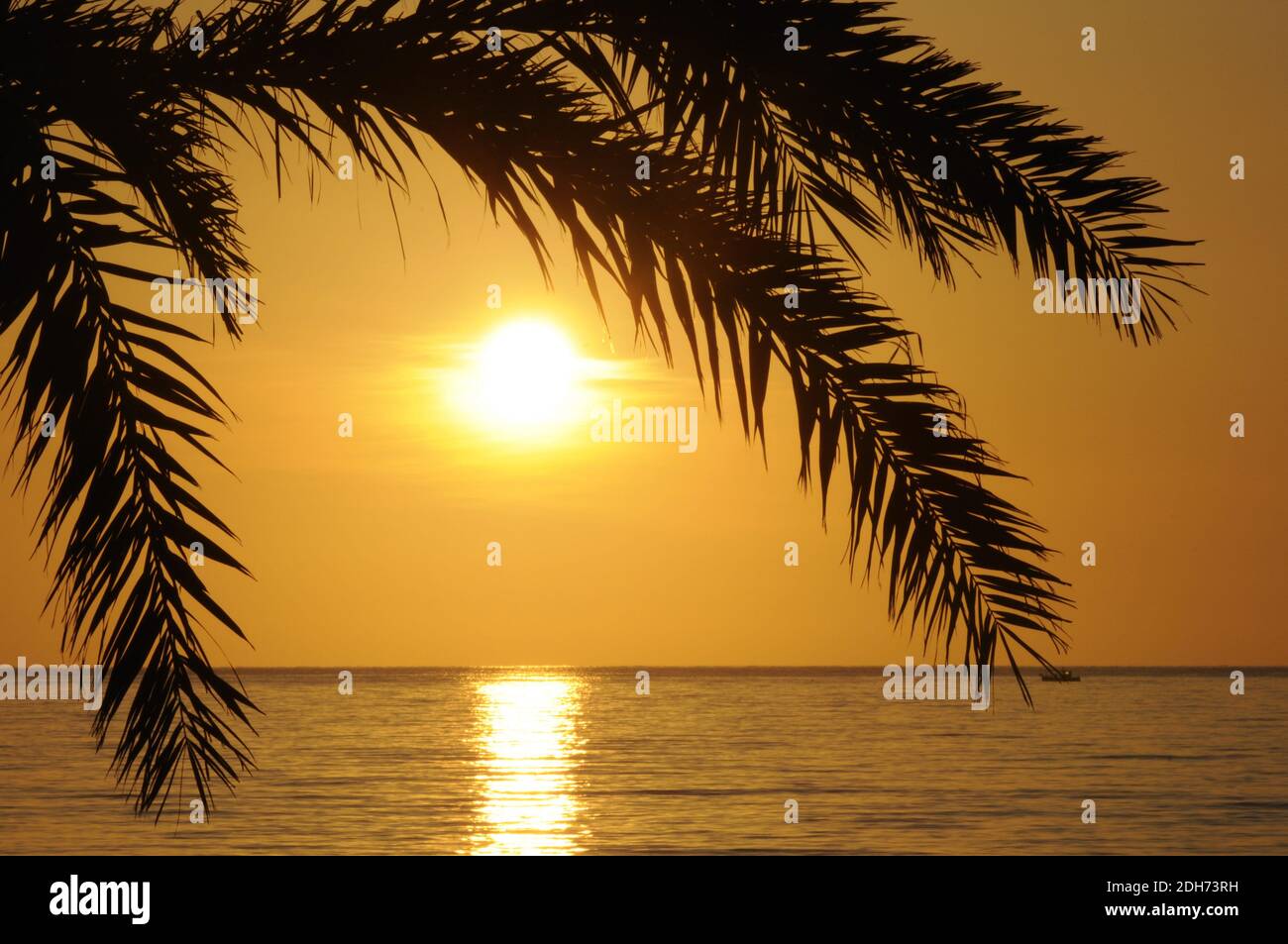 Palm tree at sunrise Stock Photo - Alamy