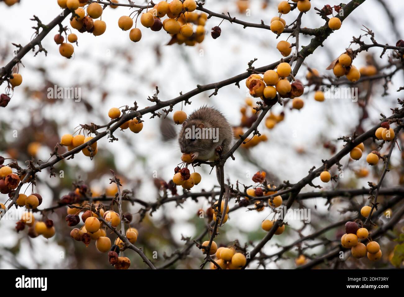 Crab eating rat hi-res stock photography and images - Alamy