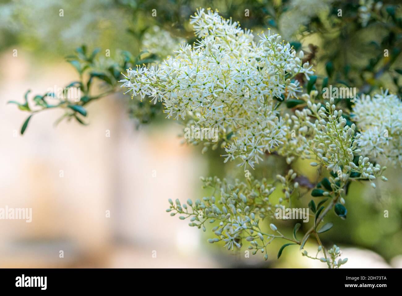 Bursaria plant hi-res stock photography and images - Alamy