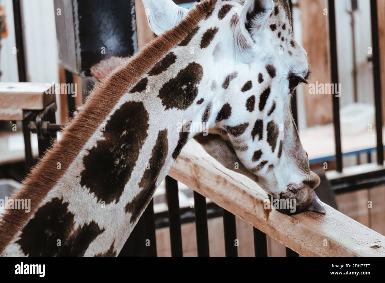 Neck stall hi-res stock photography and images - Alamy