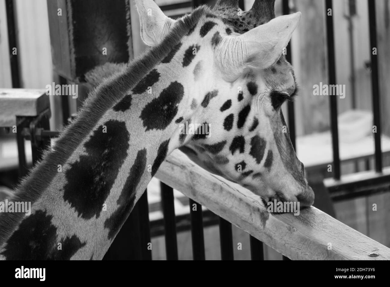 Closeup shot giraffe head Black and White Stock Photos & Images - Alamy