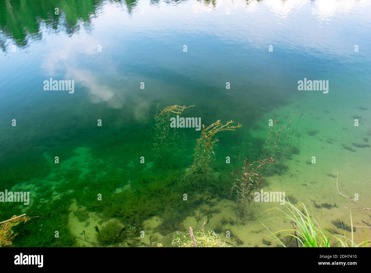 Various types of algae in clear clear water in the coastal area of the ...