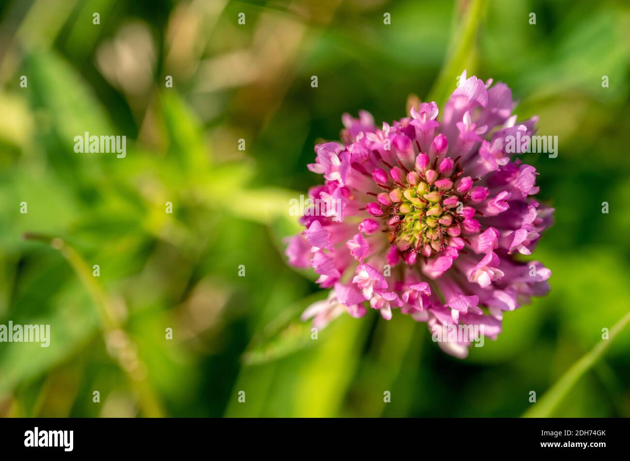 Stipules hi-res stock photography and images - Alamy