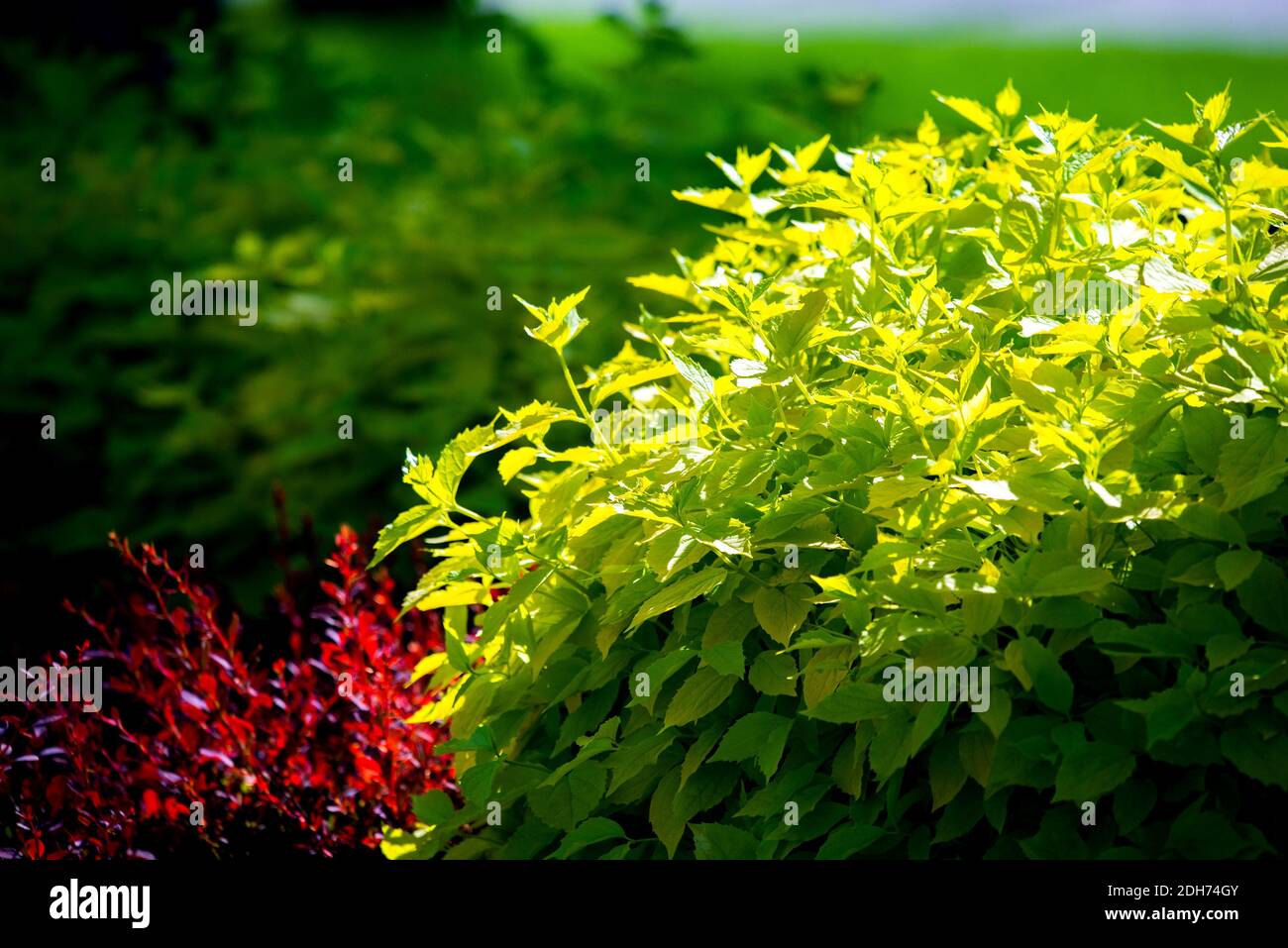 Colorful hedges in the city park in Russia Stock Photo - Alamy