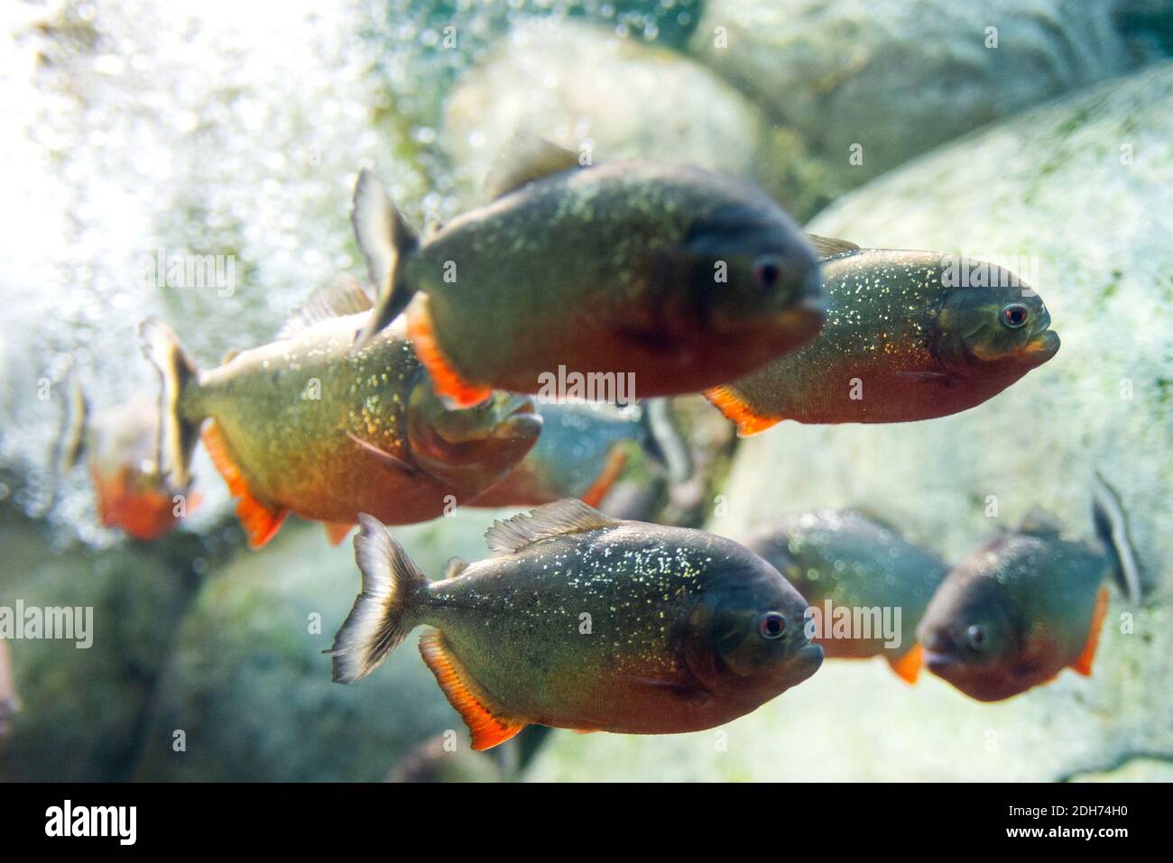 Closeup of a Red-Belly Piranha or Pygocentrus nattereri Stock Photo - Alamy