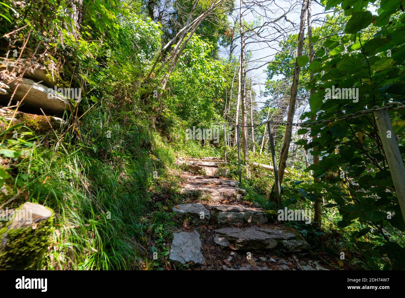 Stone stairs in mysterious forest. Walk path trail for hiking tours ...