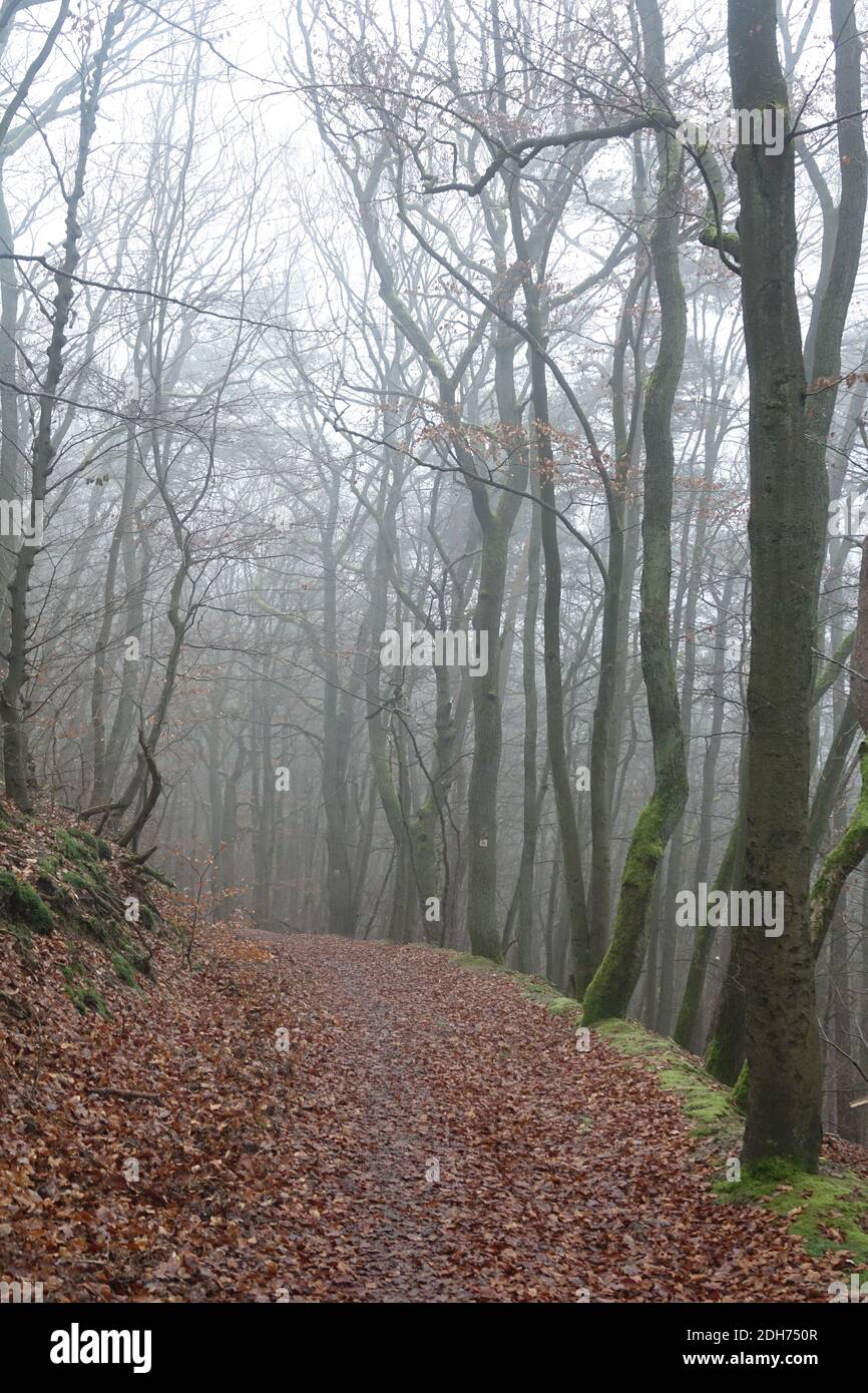 Forest path with fog Stock Photo - Alamy