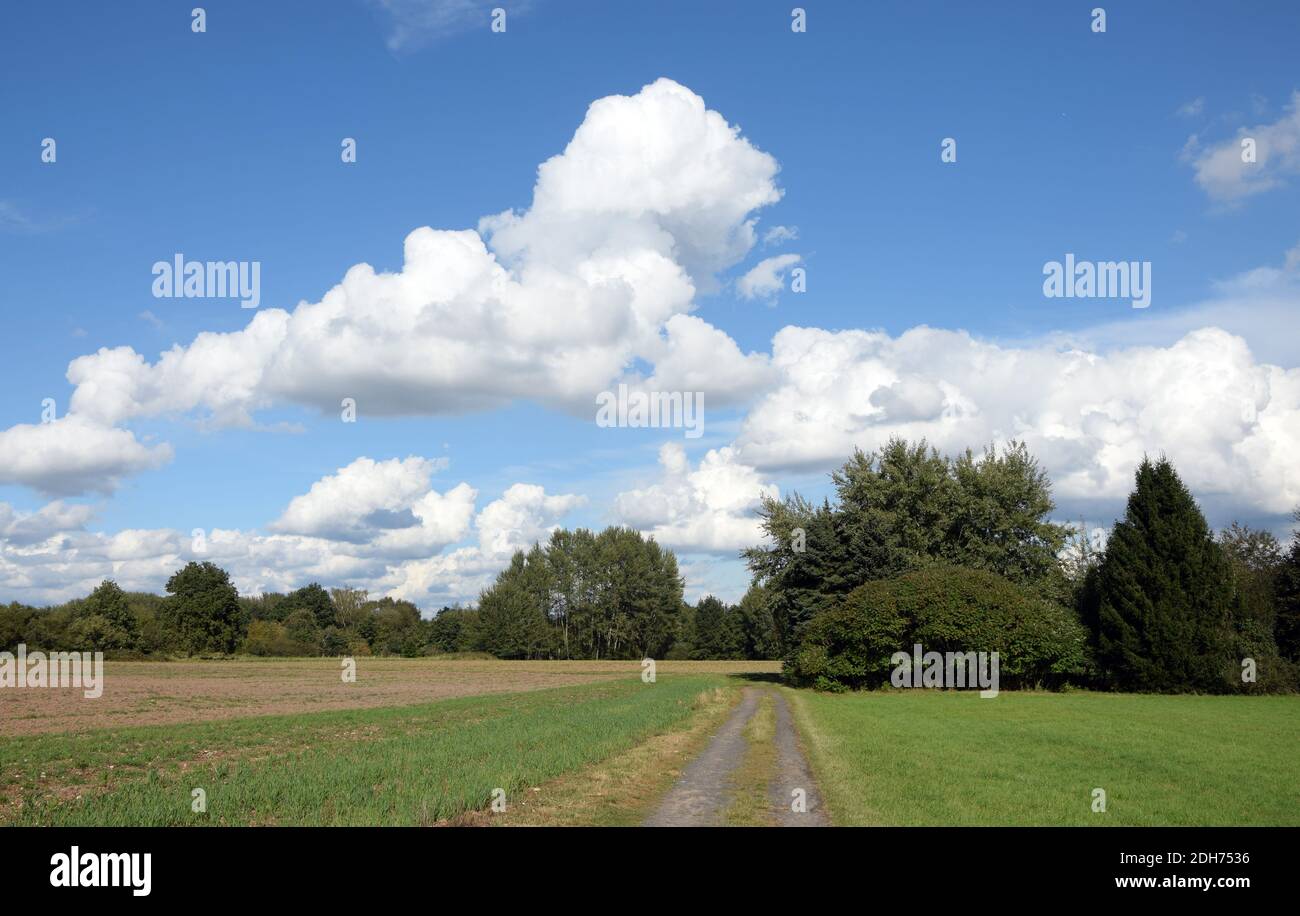 Field path in summer Stock Photo - Alamy