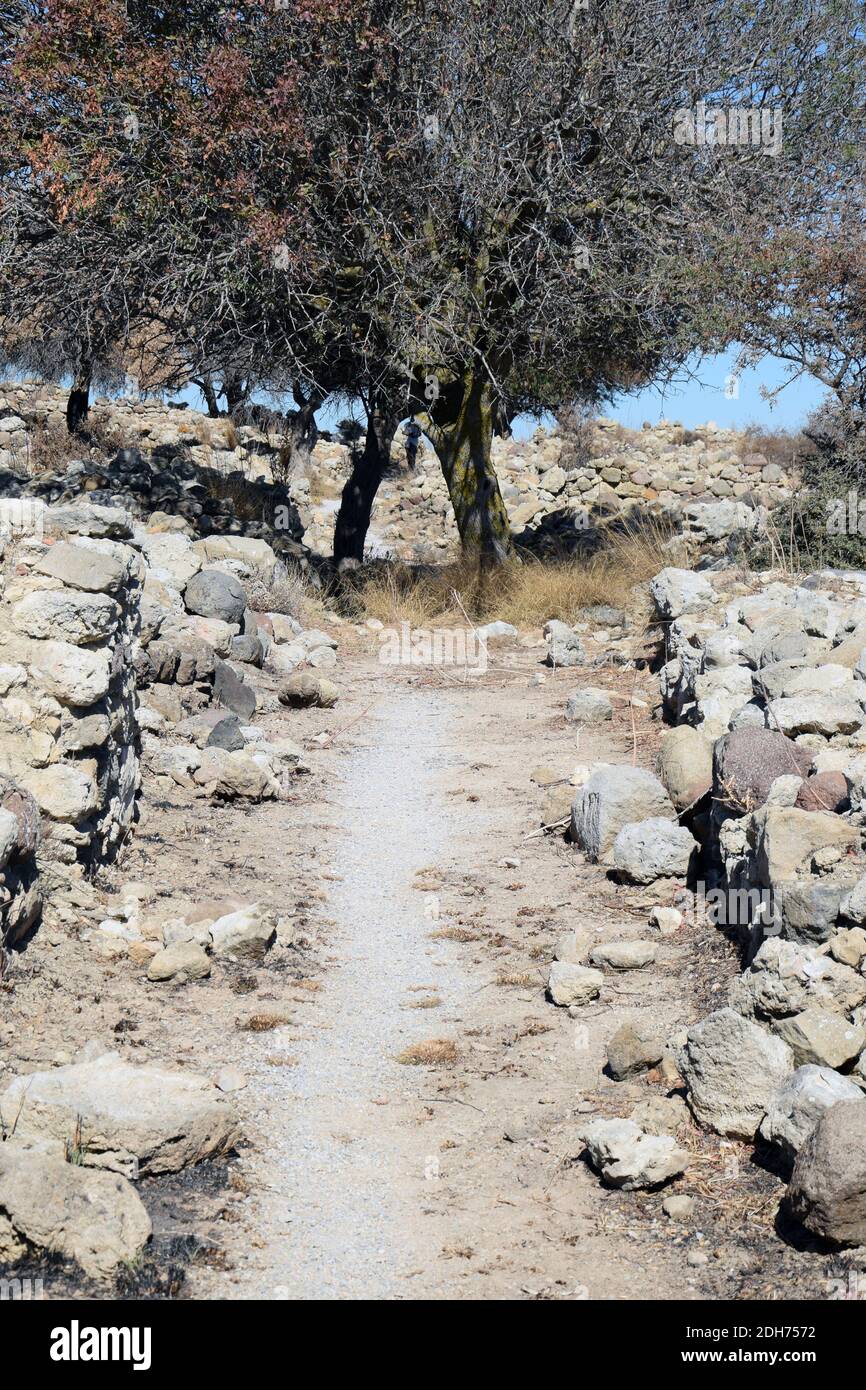 Path between trees Stock Photo - Alamy