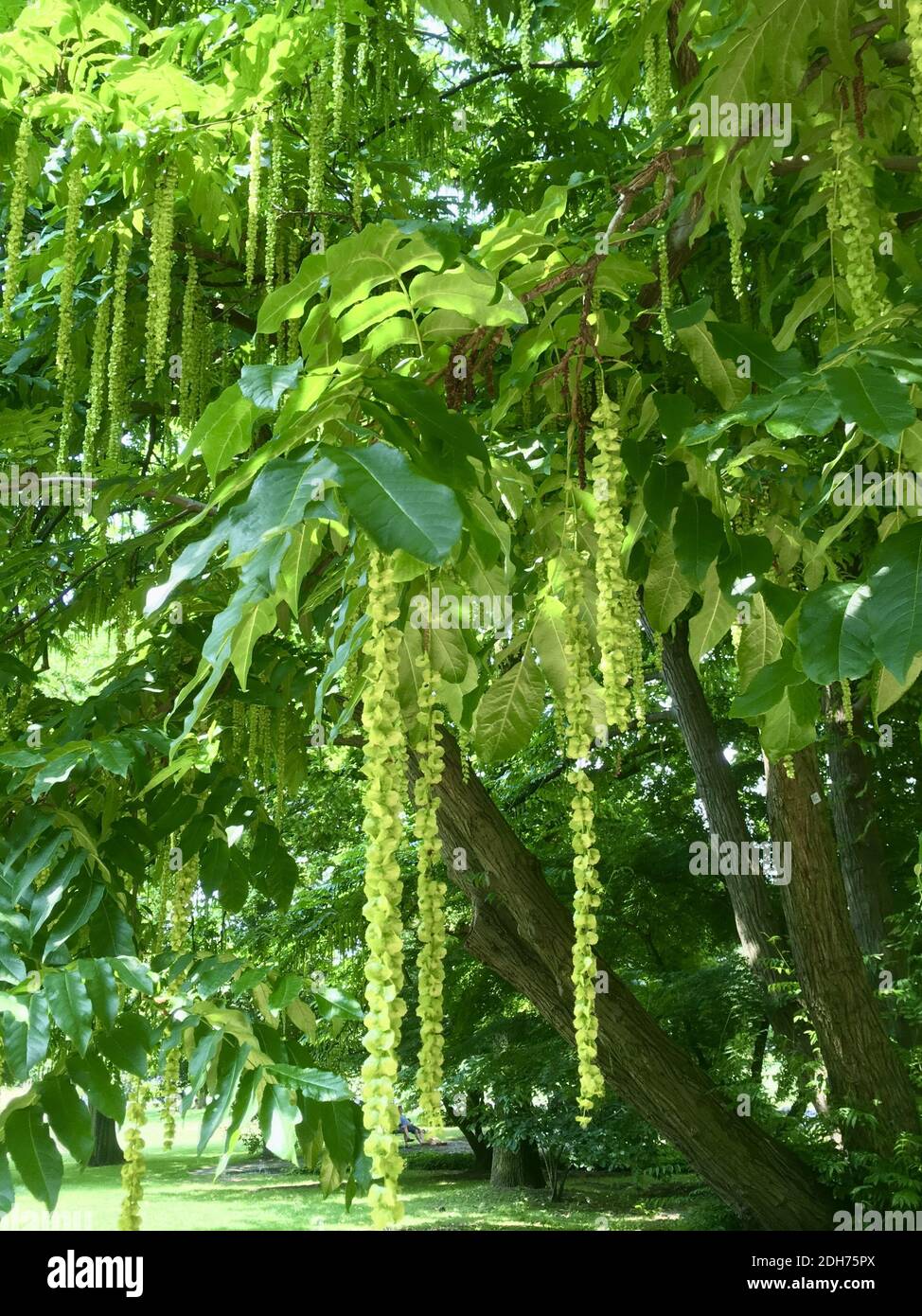 A vertical shot of a beautiful tree with hanging plants. All green ...