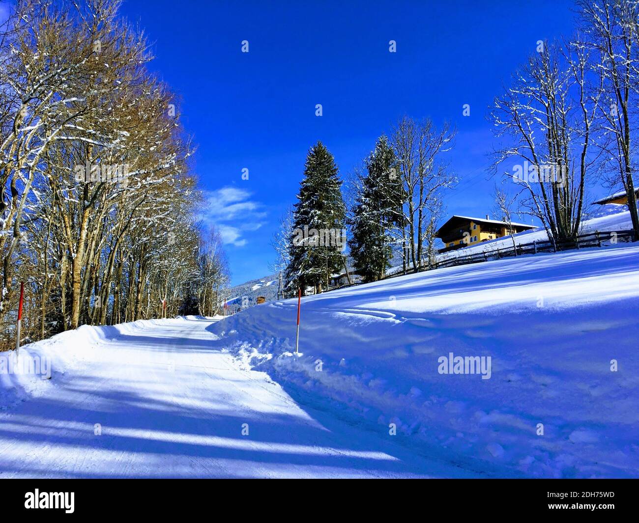 A beautiful scenery of a hill covered in snow with fir and trees. Snowy ...