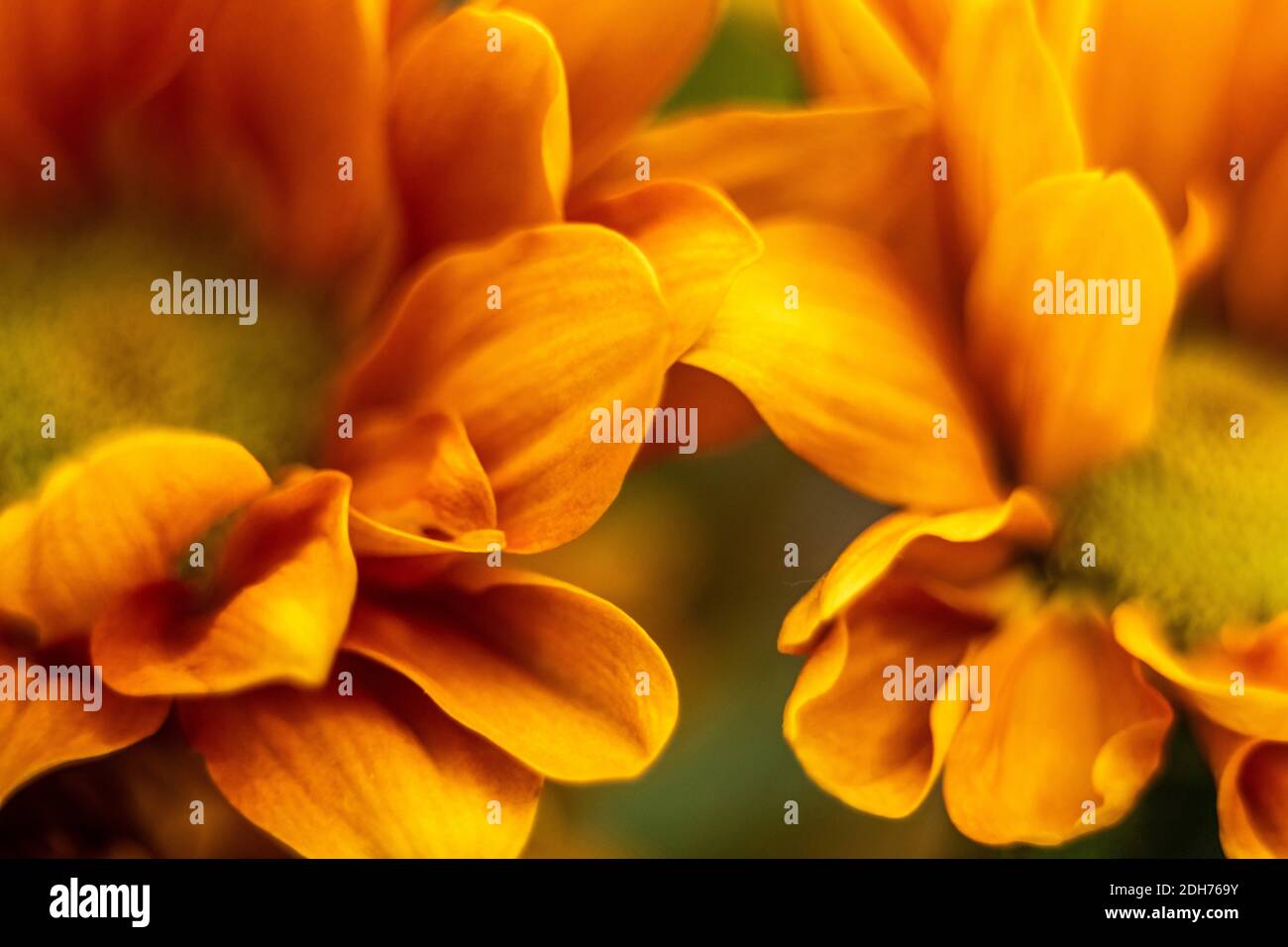 Soft orange yellow flowers hi-res stock photography and images - Alamy