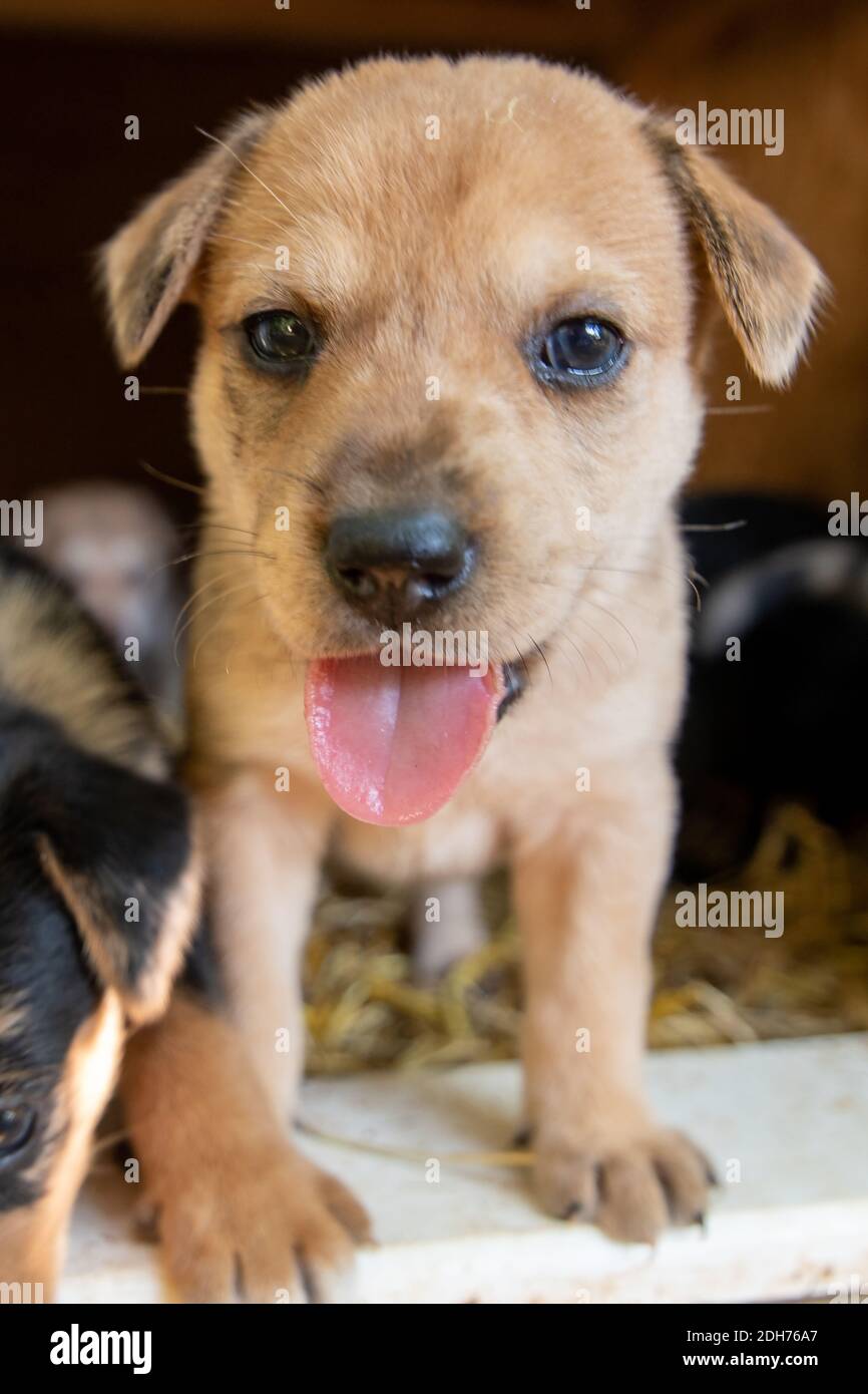 How Much Are Husky Lab Mix Puppies