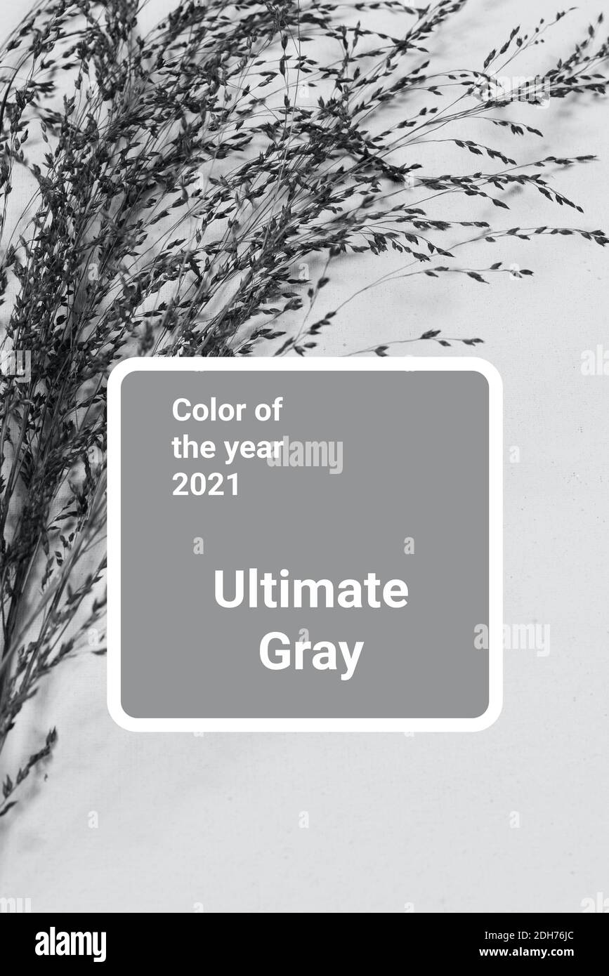Trendy gray color of the 2021 year. Grey plants with shadows. Abstract ...