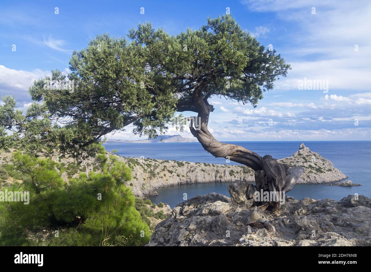 Tree cliff sea hi-res stock photography and images - Alamy