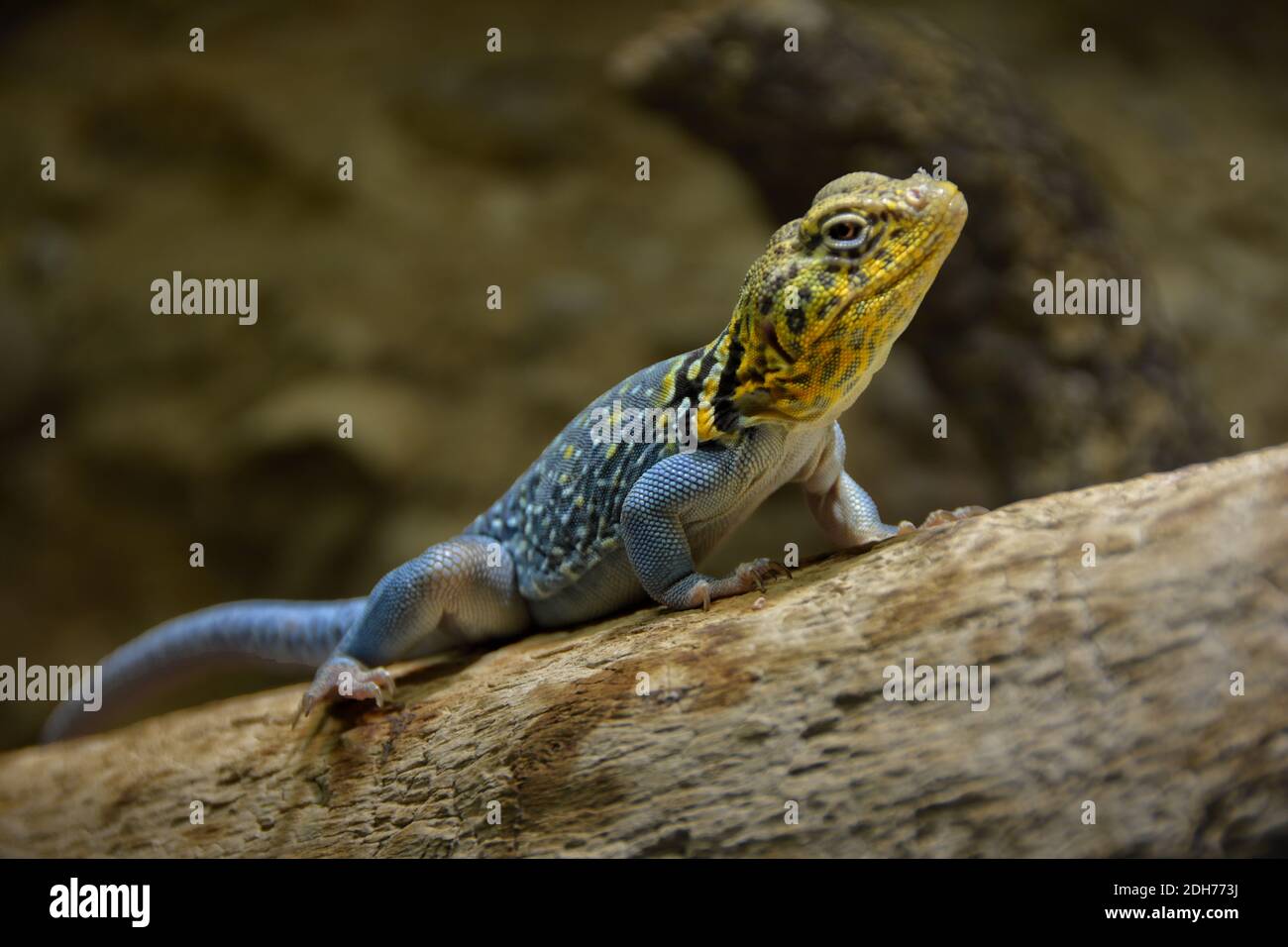 Common collared lizard Stock Photo - Alamy