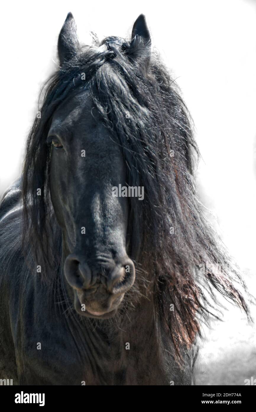 Frontalportraet hi-res stock photography and images - Alamy