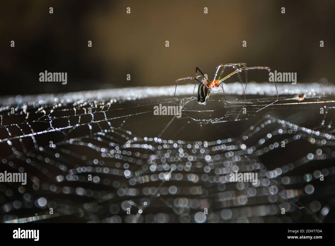 A macro shot of a spider building its web Stock Photo - Alamy