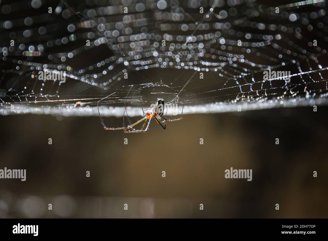 A macro shot of a spider building its web Stock Photo - Alamy
