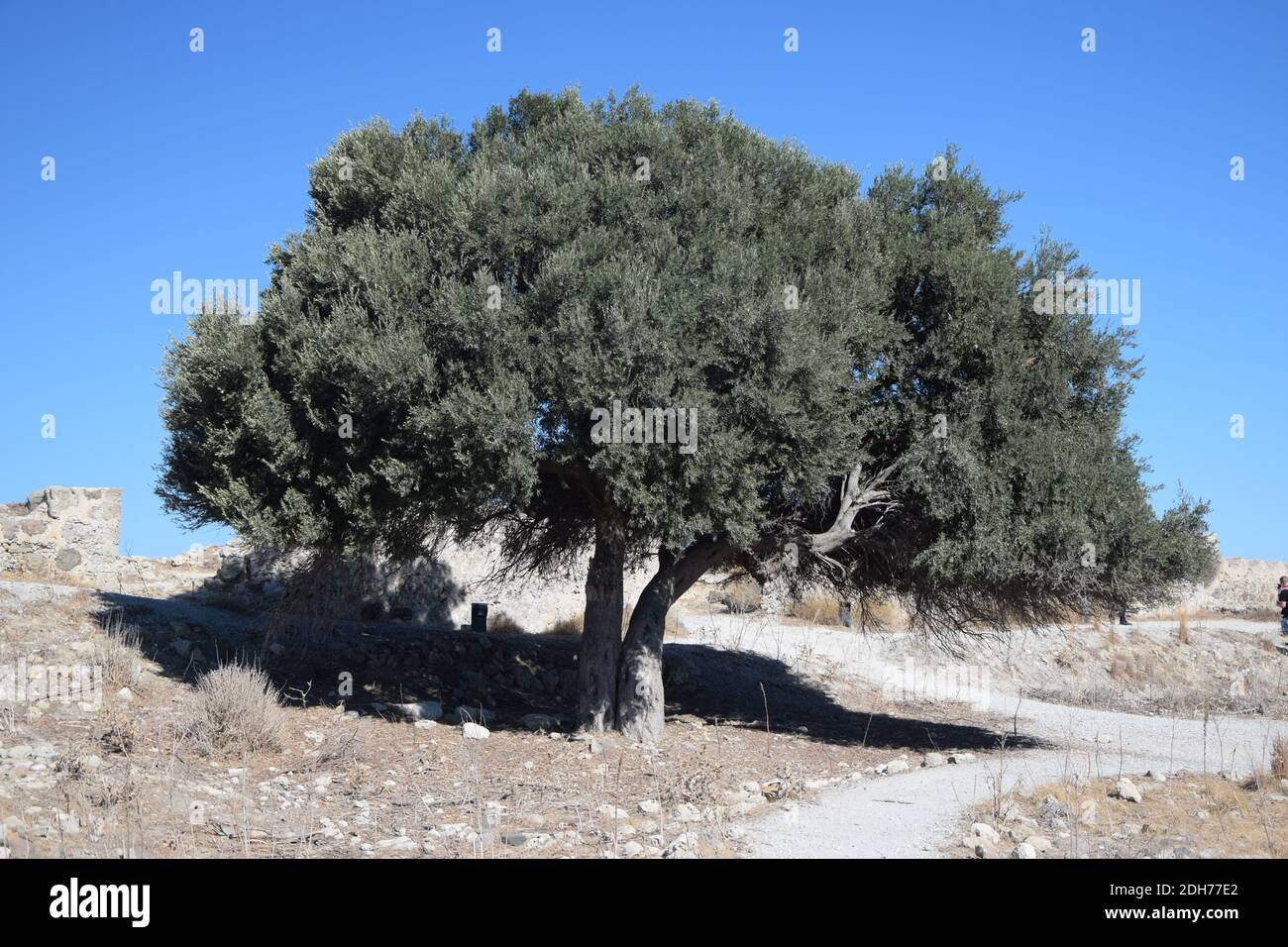 Tree near Antimachia on Kos Stock Photo - Alamy