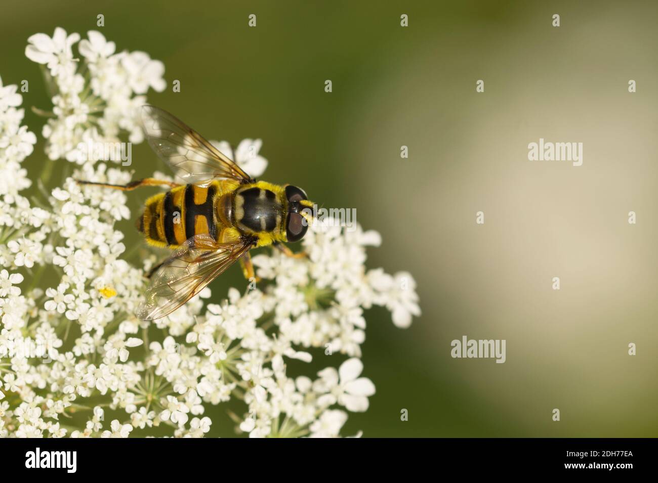 Skull hover fly Stock Photo - Alamy