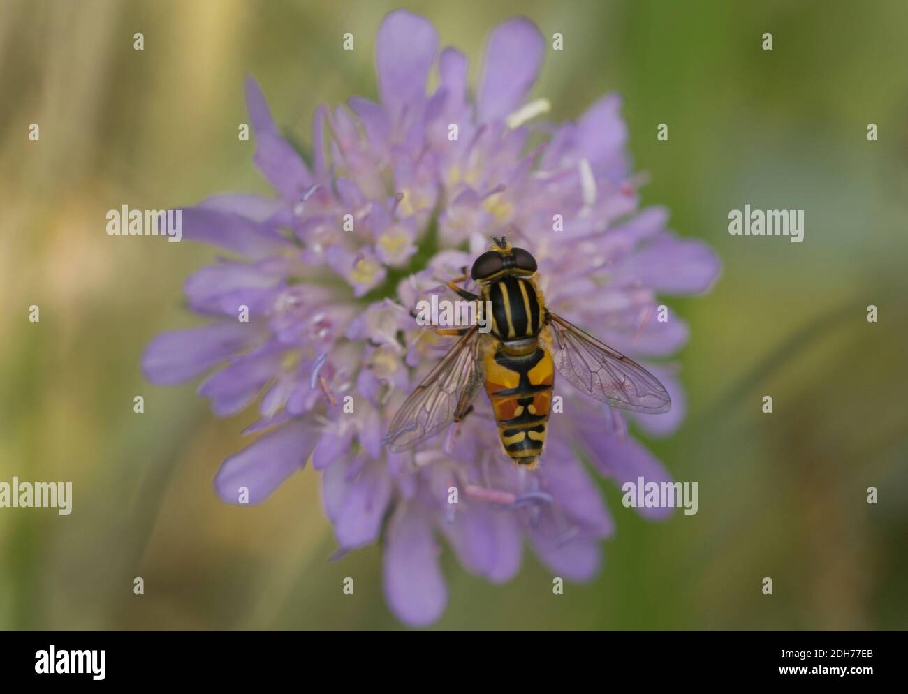 Common marsh hover fly Stock Photo - Alamy