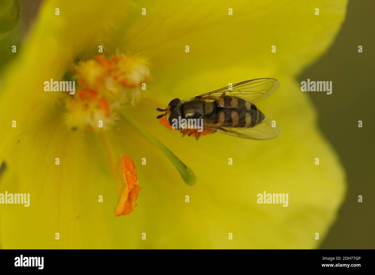 Common field hover fly Stock Photo - Alamy