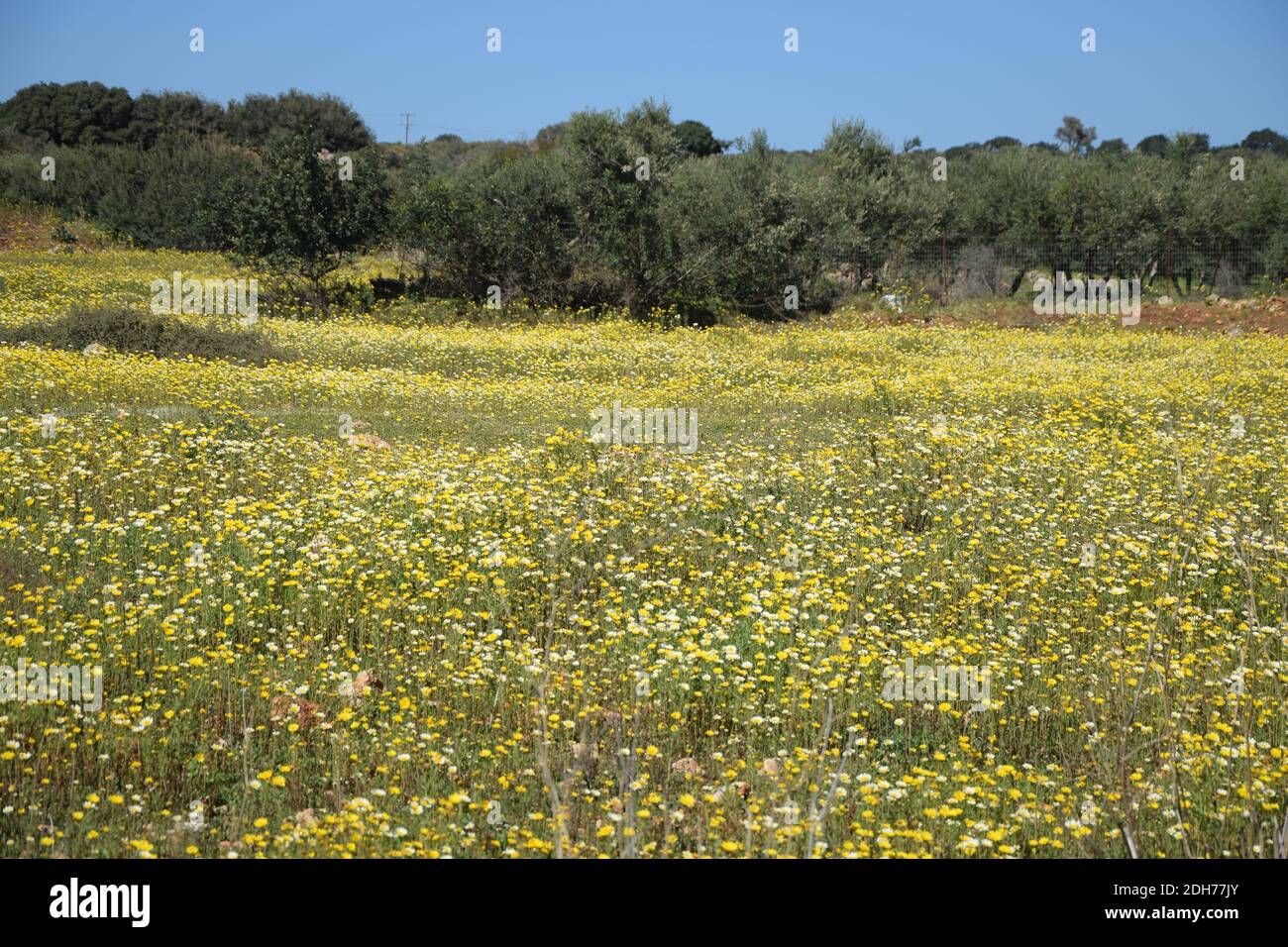 Flower meadow on Crete Stock Photo - Alamy