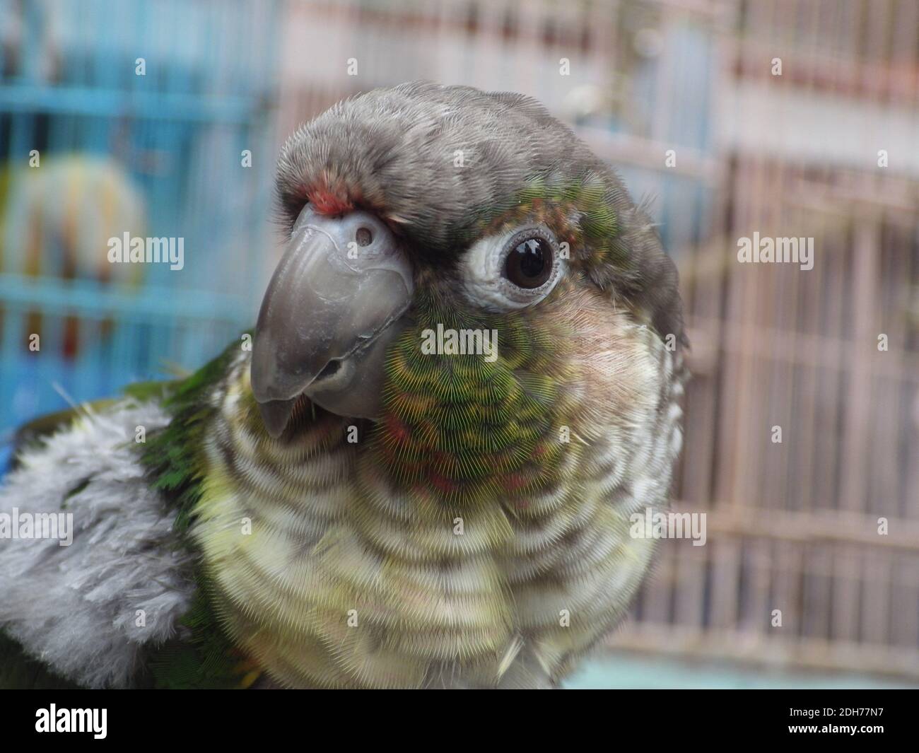 Pyrrhura molinae hi-res stock photography and images - Alamy